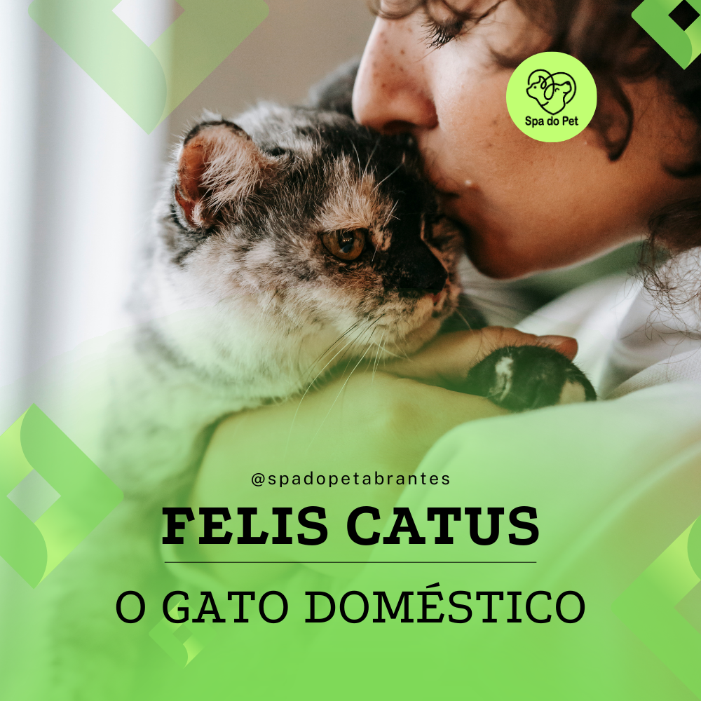 Felis Catus, o Gato Doméstico – Spa do Pet